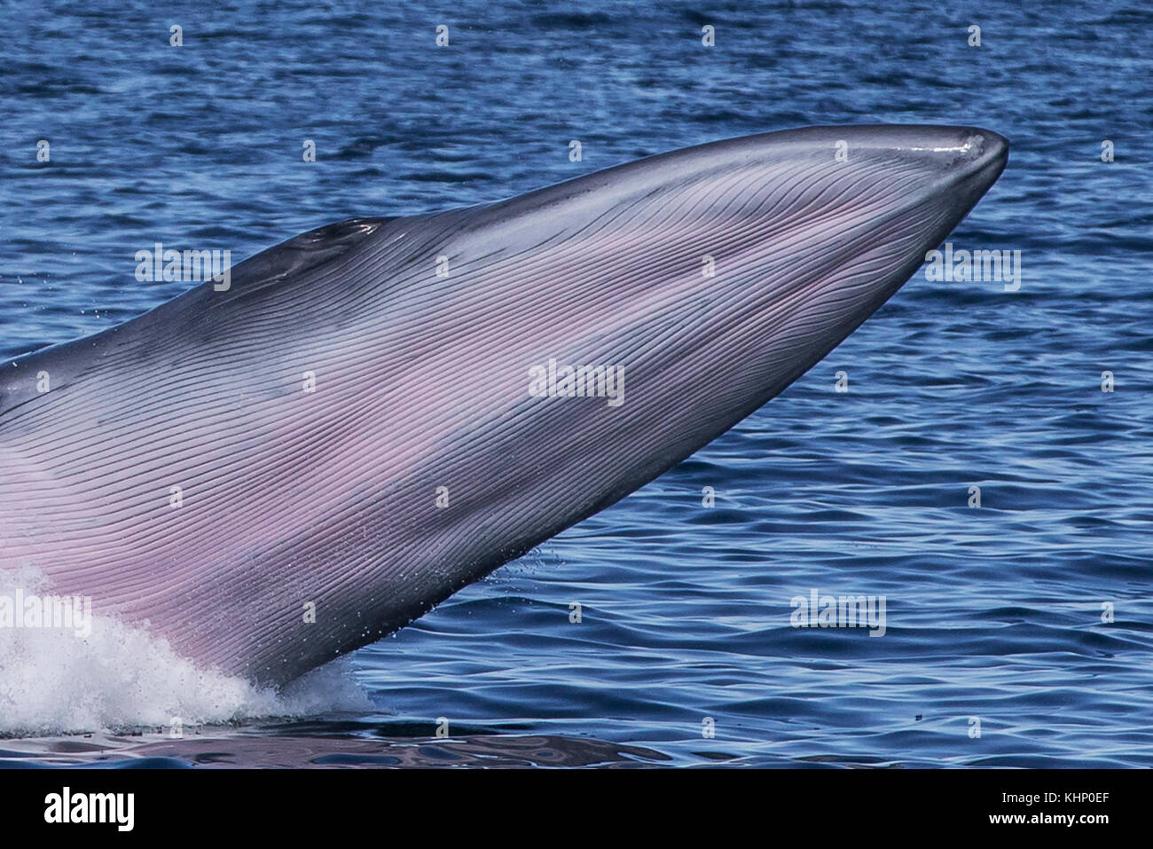 Balaenoptera edeni balaenoptera hi-res stock photography and images - Alamy