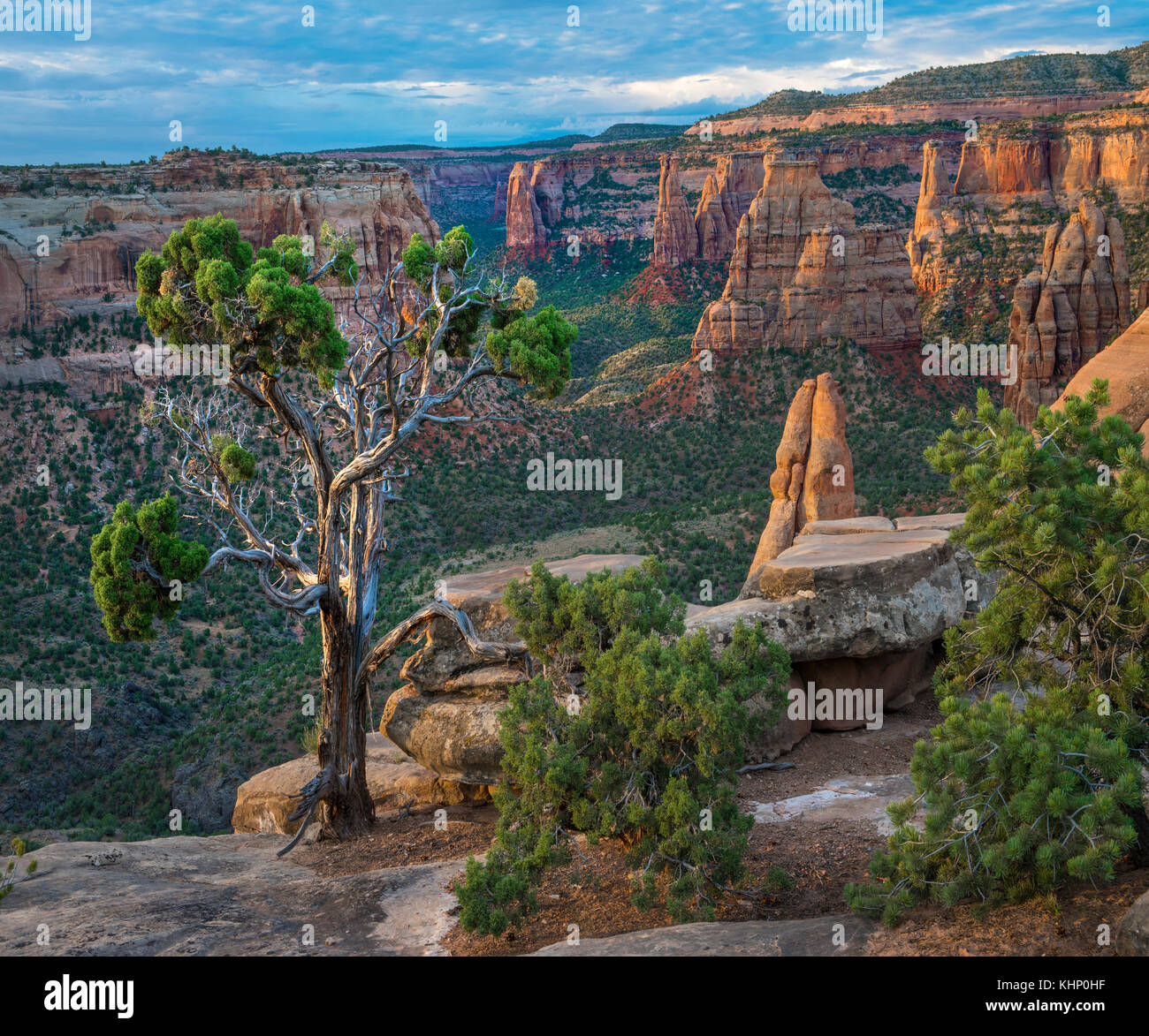 Pine (Pinus sp) tree, Monument Canyon, Colorado National Monument ...