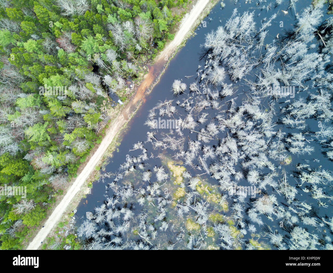 American Beaver (Castor canadensis) dam along logging road causing ...