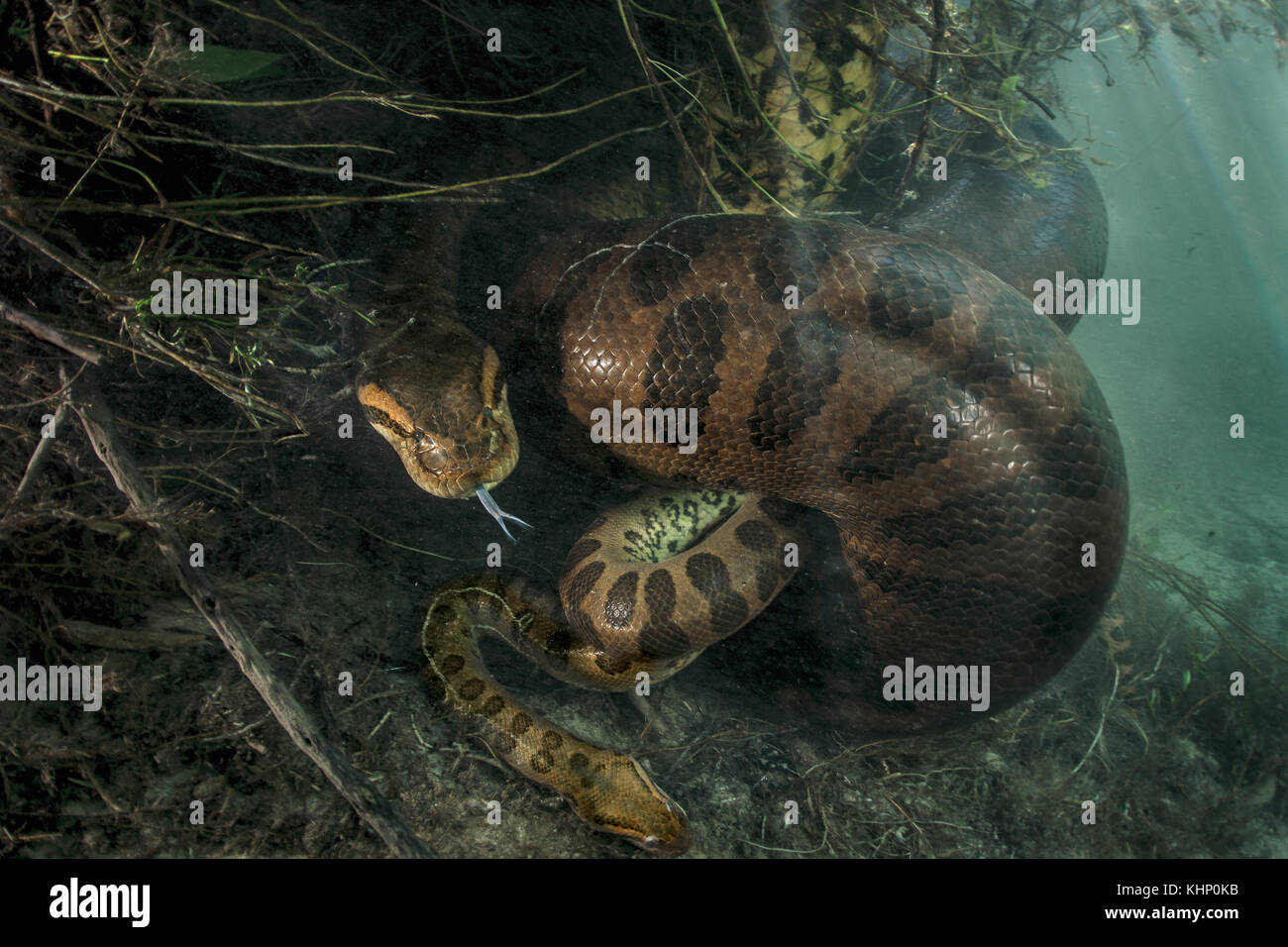 Green Anaconda (Eunectes murinus) female constricting male after ...