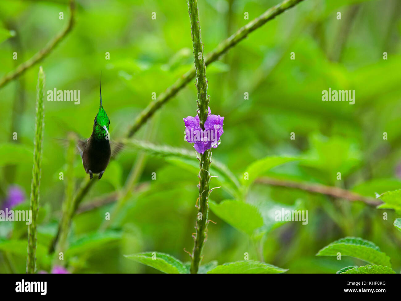 Wire-crested Thorntail (Discosura popelairii) hummingbird flying ...