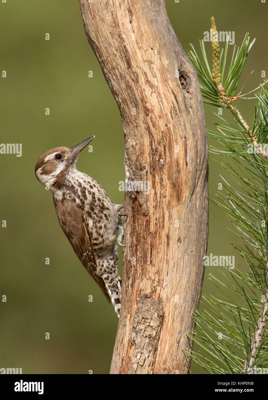 Arizona Woodpecker (Picoides arizonae) female, Arizona Stock Photo - Alamy