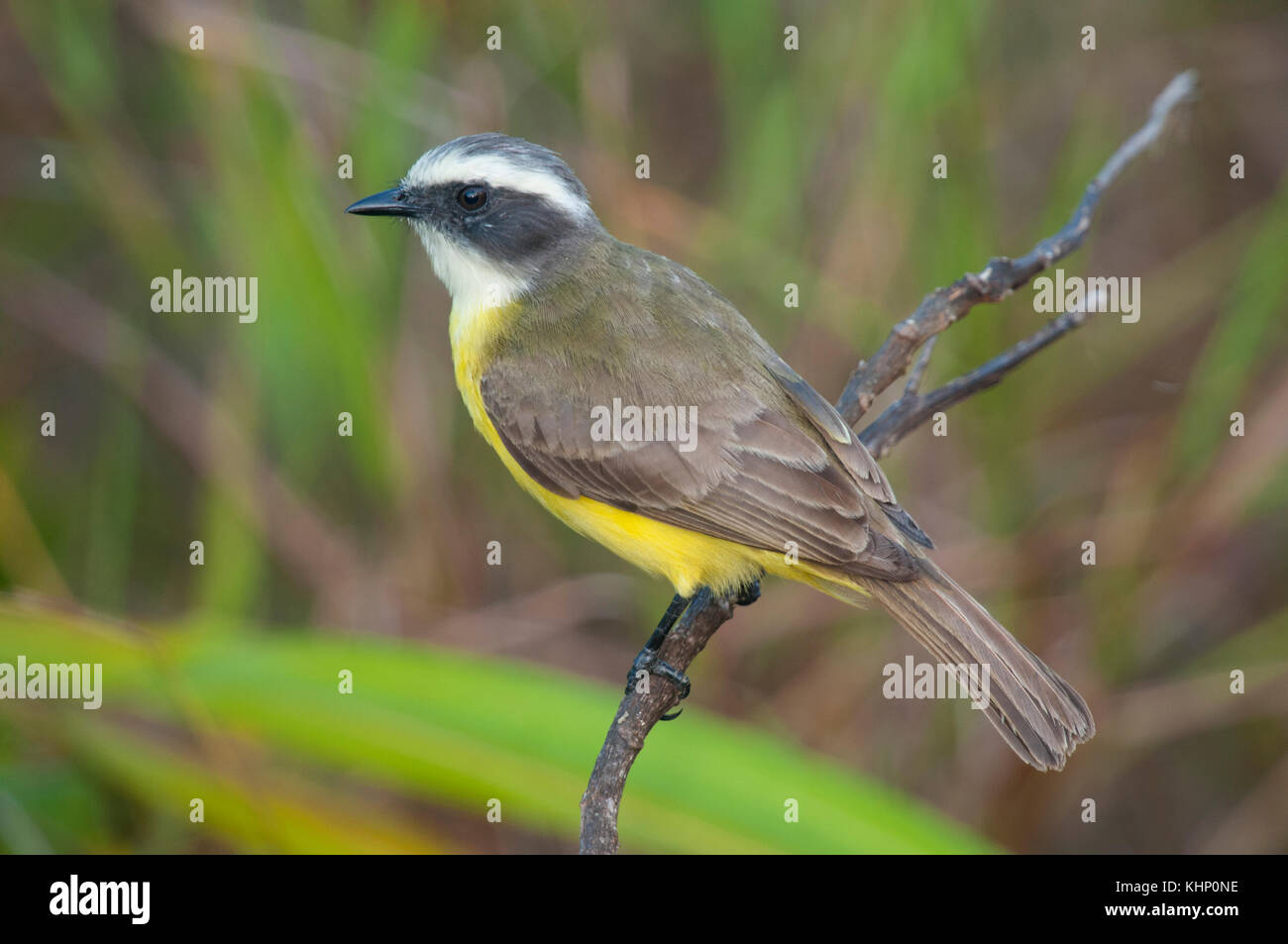 Social Flycatcher (Myiozetetes similis), Belize Stock Photo - Alamy