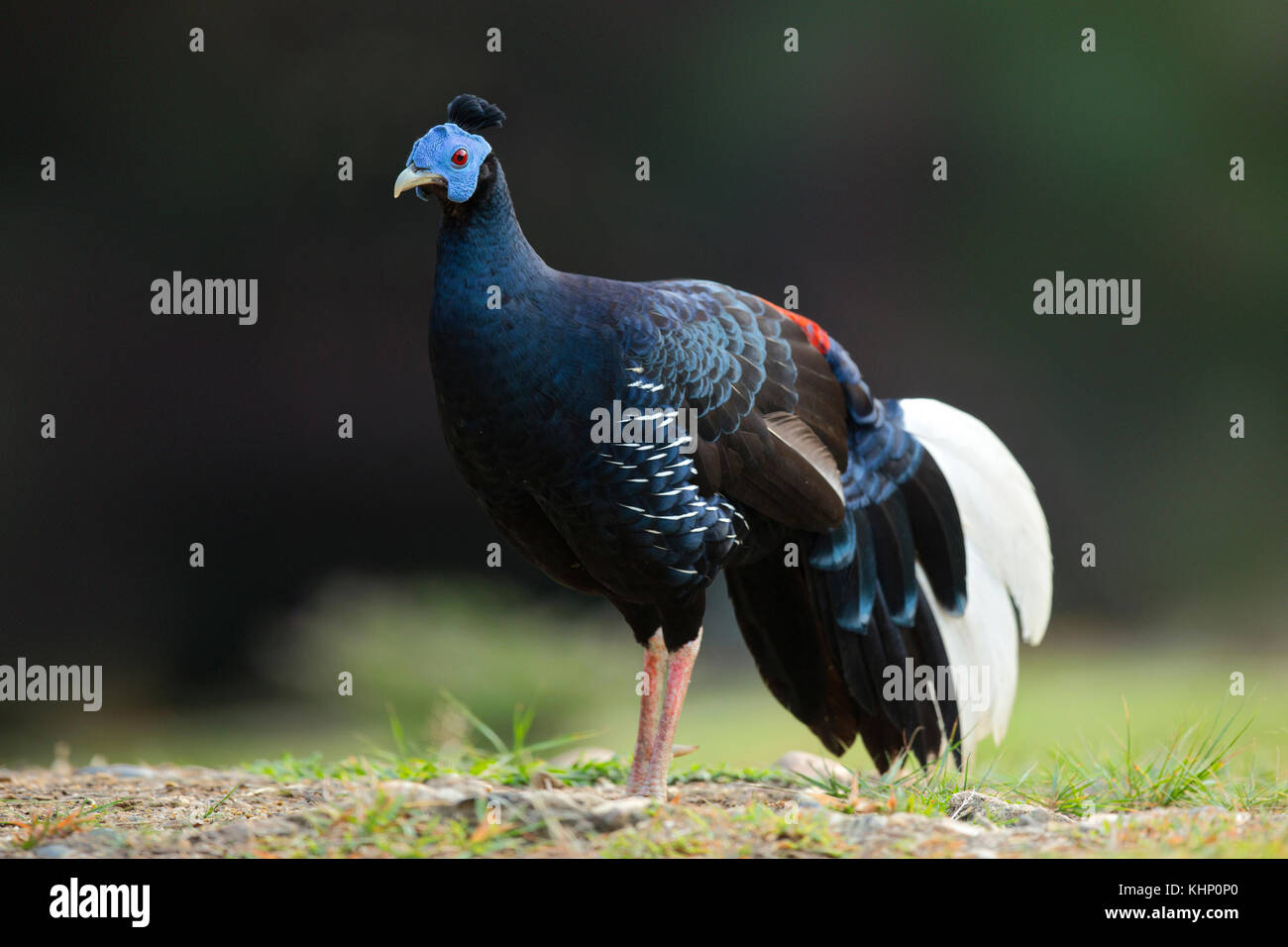 Crested Fireback (Lophura ignita) male, Pahang, Malaysia Stock Photo ...