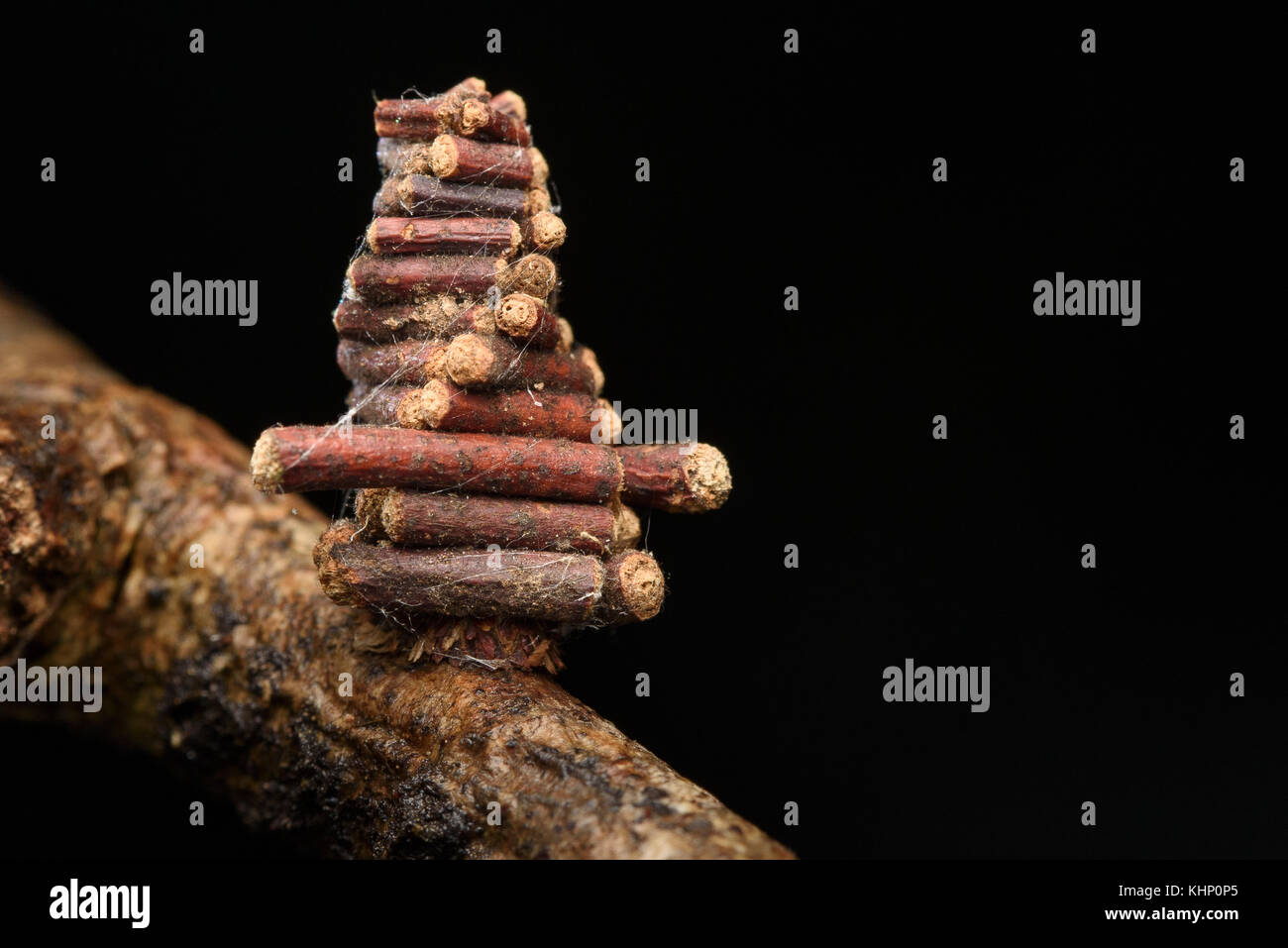 Bagworm Moth (Psychidae) caterpillar carrying camouflaged material ...