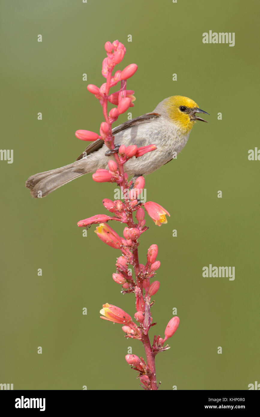 Verdin (Auriparus flaviceps) calling, Arizona Stock Photo - Alamy
