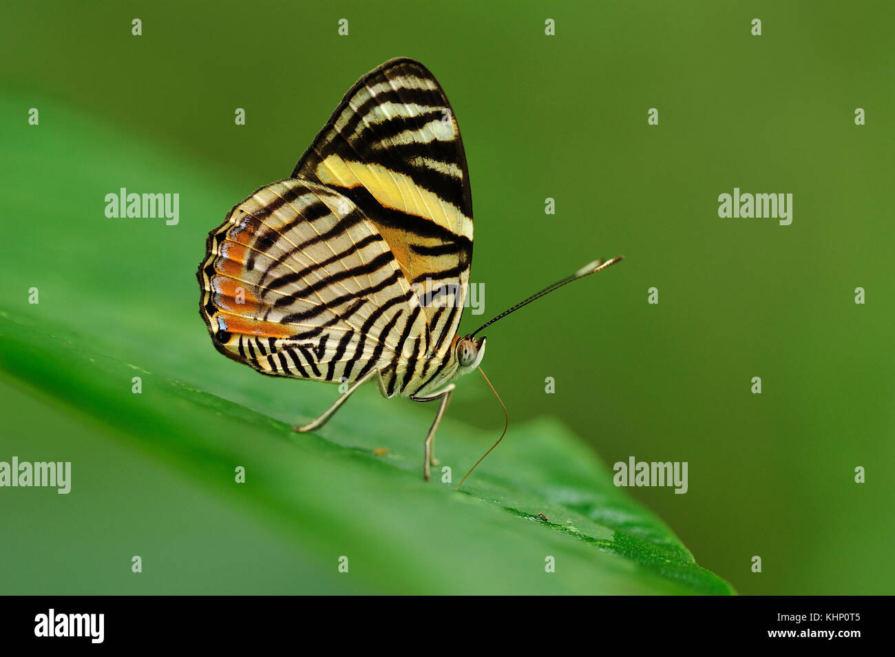 Tiger Beauty (Tigridia acesta) butterfly, Rio Claro Nature Reserve ...