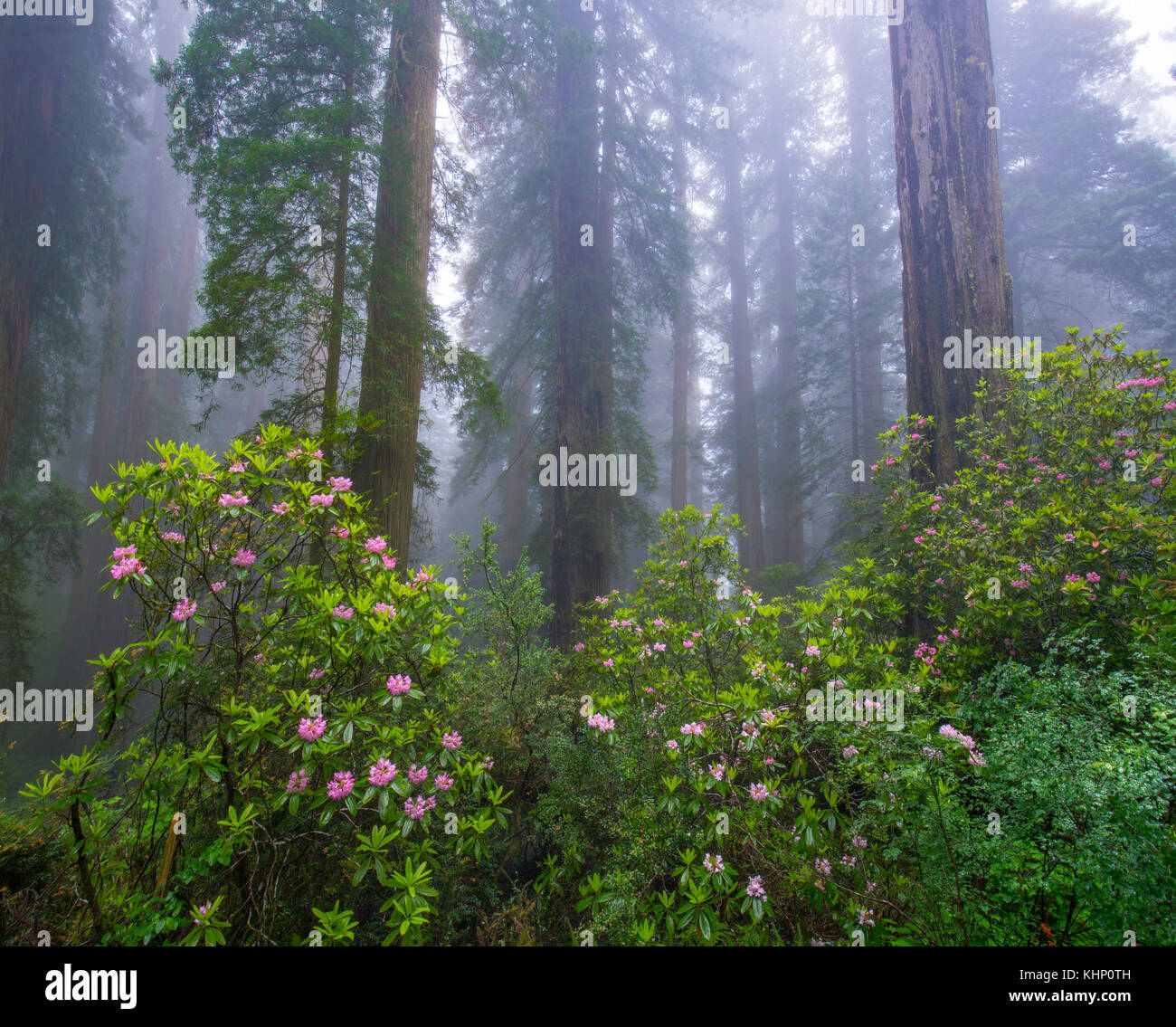 Rhododendron (Rhododendron sp) flowers and Coast Redwood (Sequoia ...