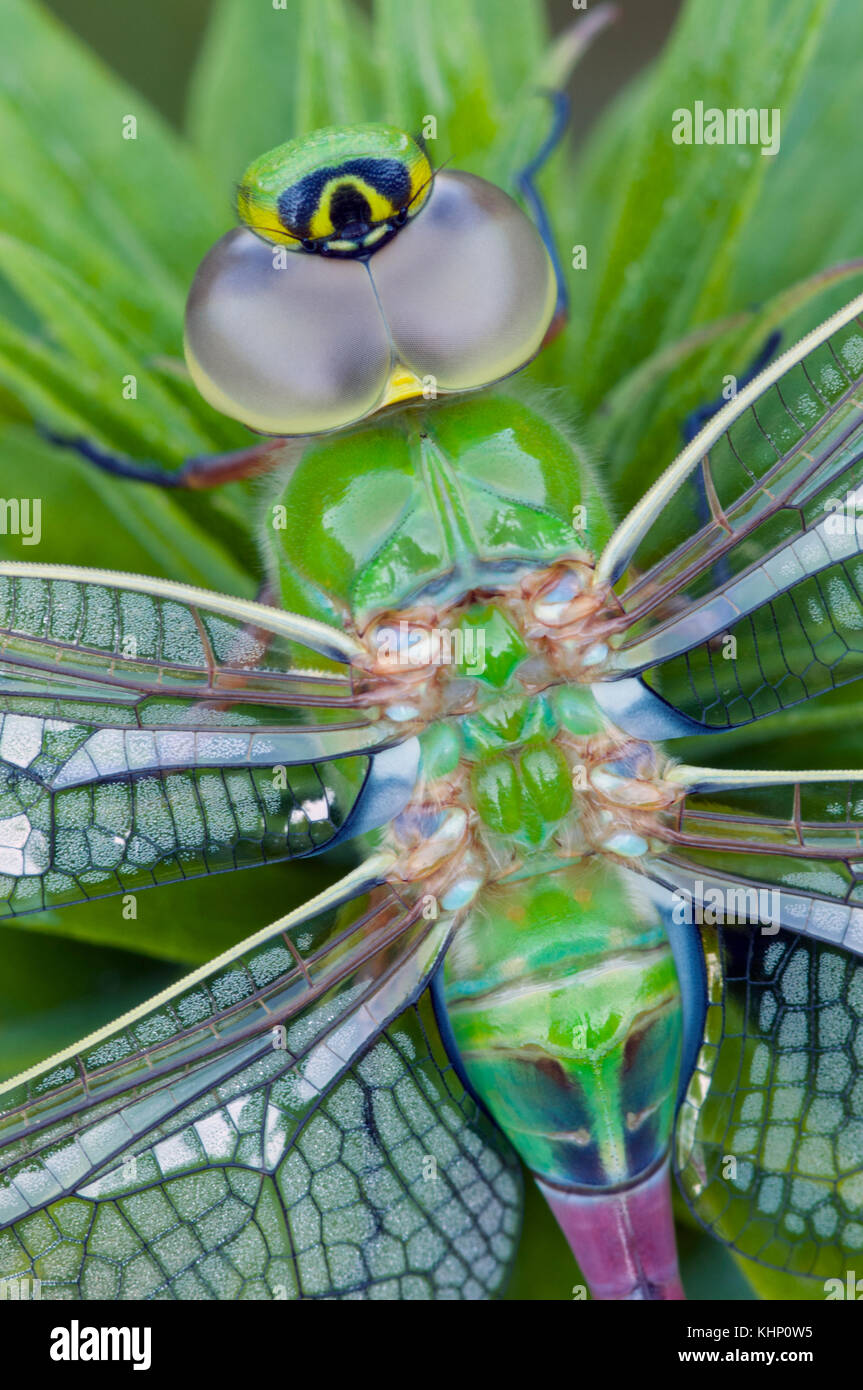 Green Darner (Anax junius) dragonfly, North America Stock Photo - Alamy