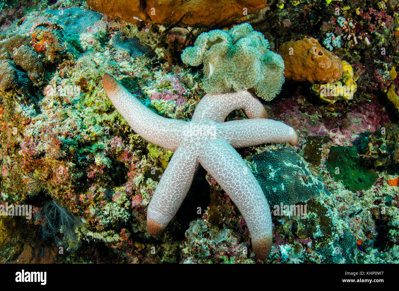 Sea star, Raja Ampat Islands, Indonesia Stock Photo - Alamy