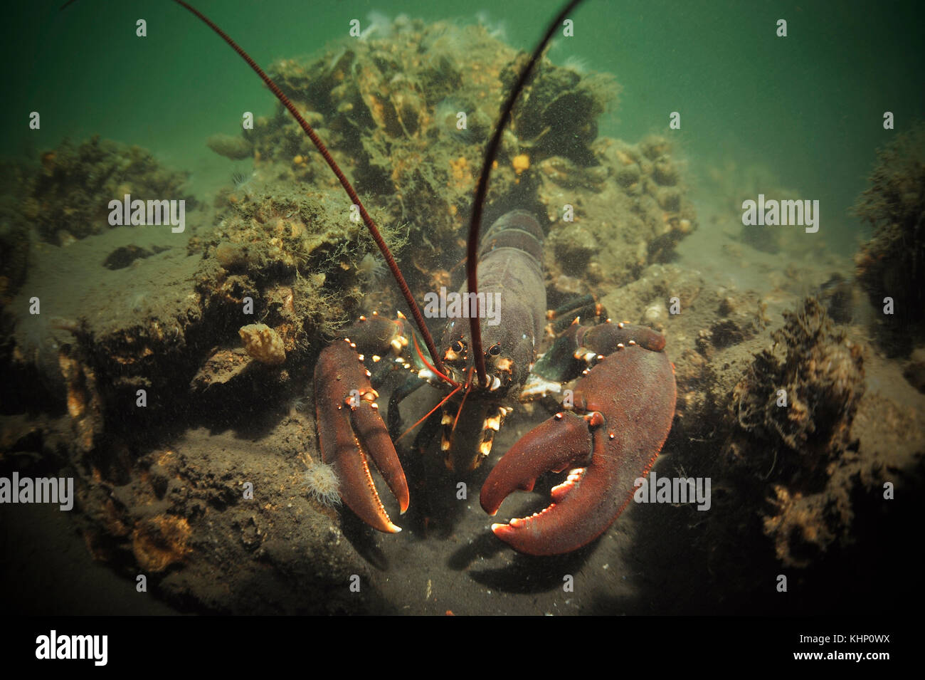 European Lobster (Homarus gammarus), Netherlands Stock Photo - Alamy