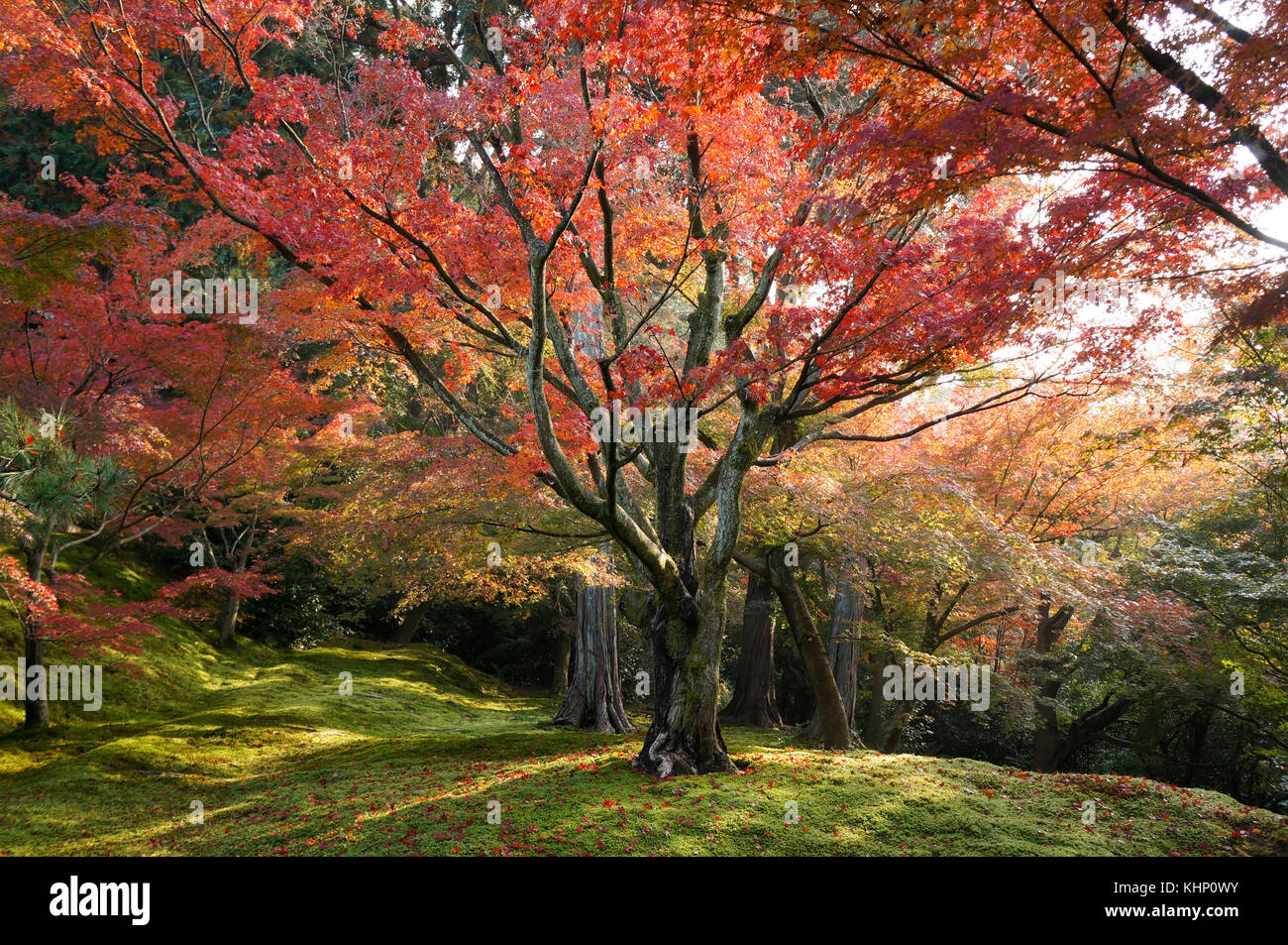 Japanese Maple (Acer palmatum) tree in fall, Kyoto, Japan Stock Photo ...