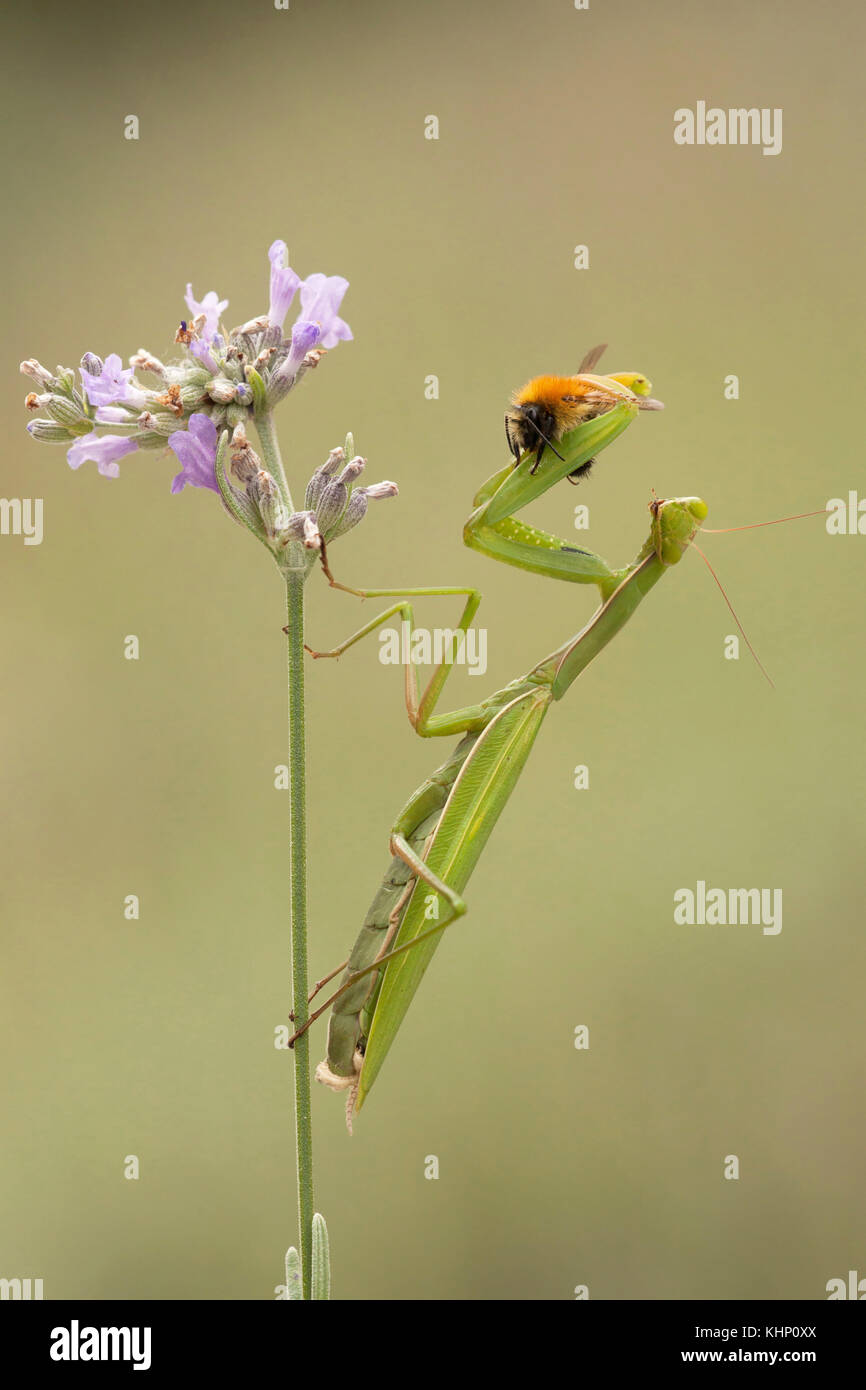 European Mantid (Mantis religiosa) with bee prey, France Stock Photo ...
