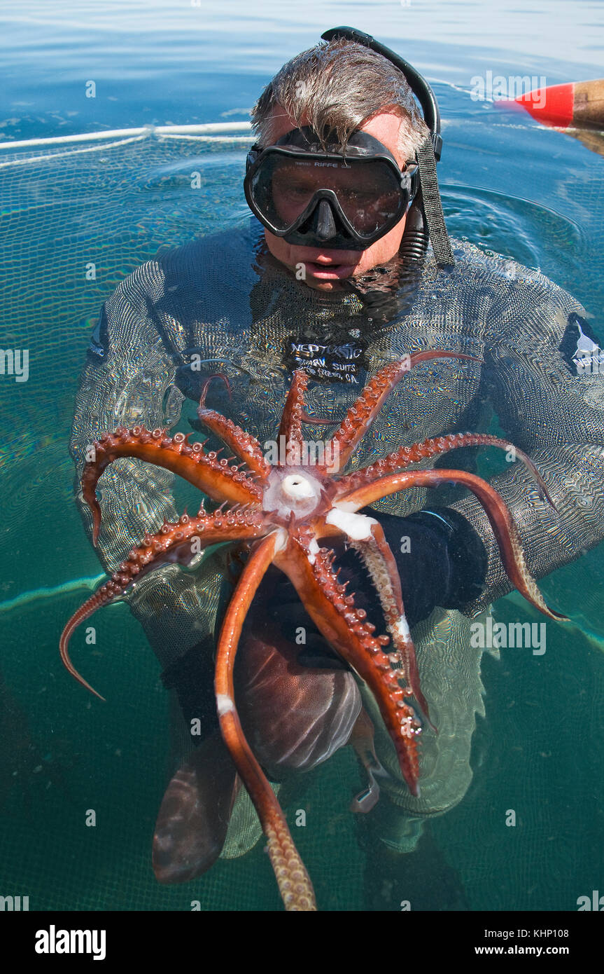 Humboldt Squid (Dosidicus gigas) young held by squid researcher Scott ...
