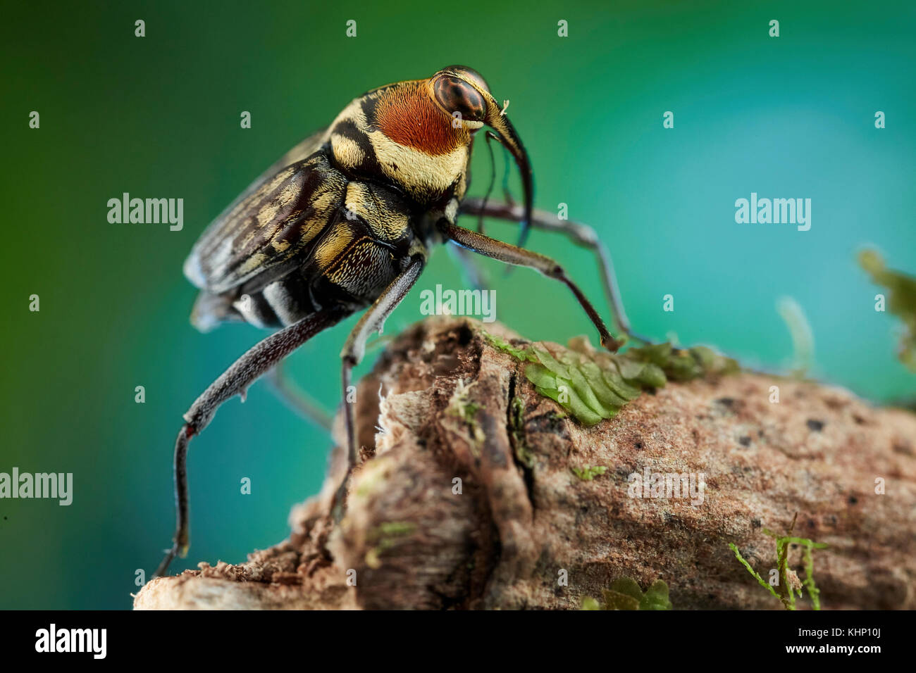 True Weevil (Curculionidae), fly mimic, Ecuador Stock Photo - Alamy
