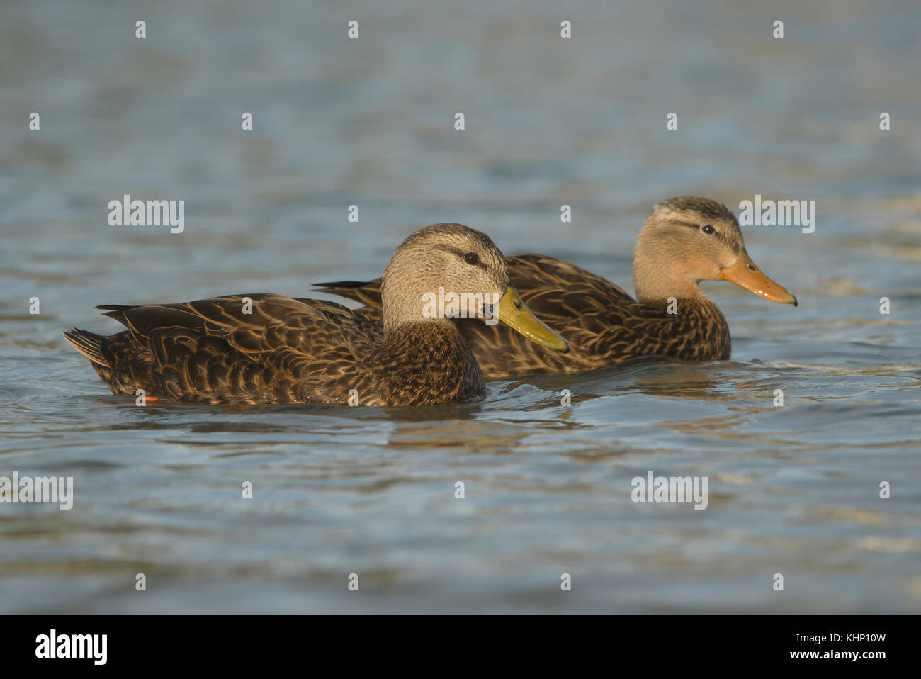 Mottled Duck (Anas fulvigula) male and female, Texas Stock Photo - Alamy