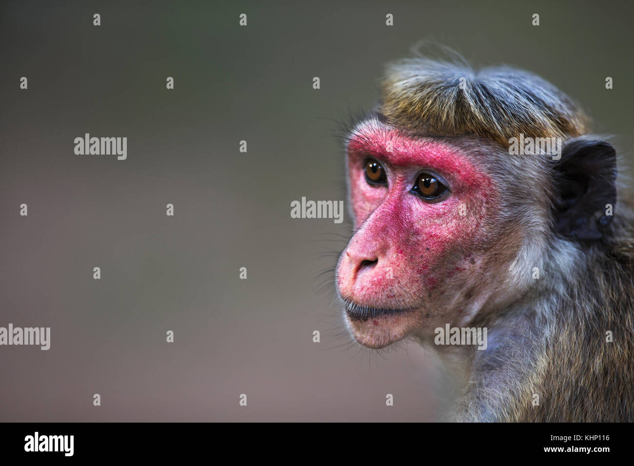 Toque Macaque (Macaca sinica) female, Polonnaruwa, Sri Lanka Stock ...