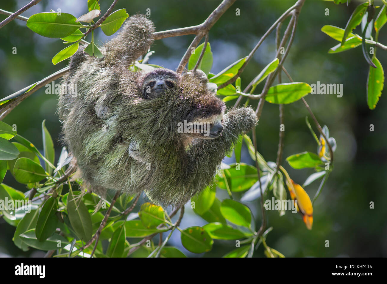 Pygmy Three-toed Sloth (Bradypus pygmaeus) mother and four month old ...