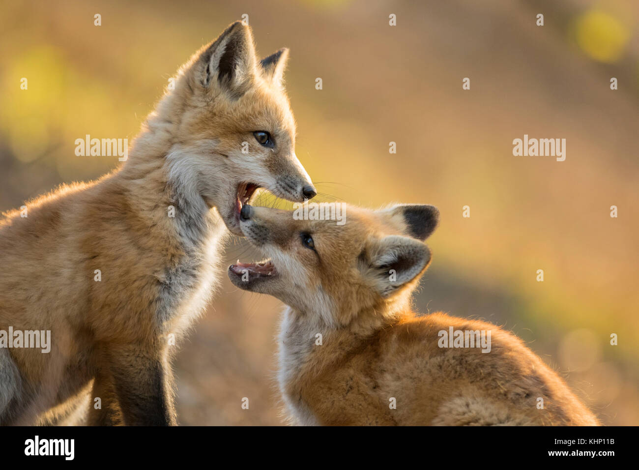 Red Fox (Vulpes vulpes) kits playing, Burnsville, Minnesota Stock Photo ...