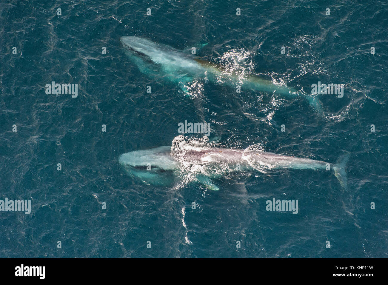 Blue Whale (Balaenoptera musculus) pair gulp feeding close to the ...