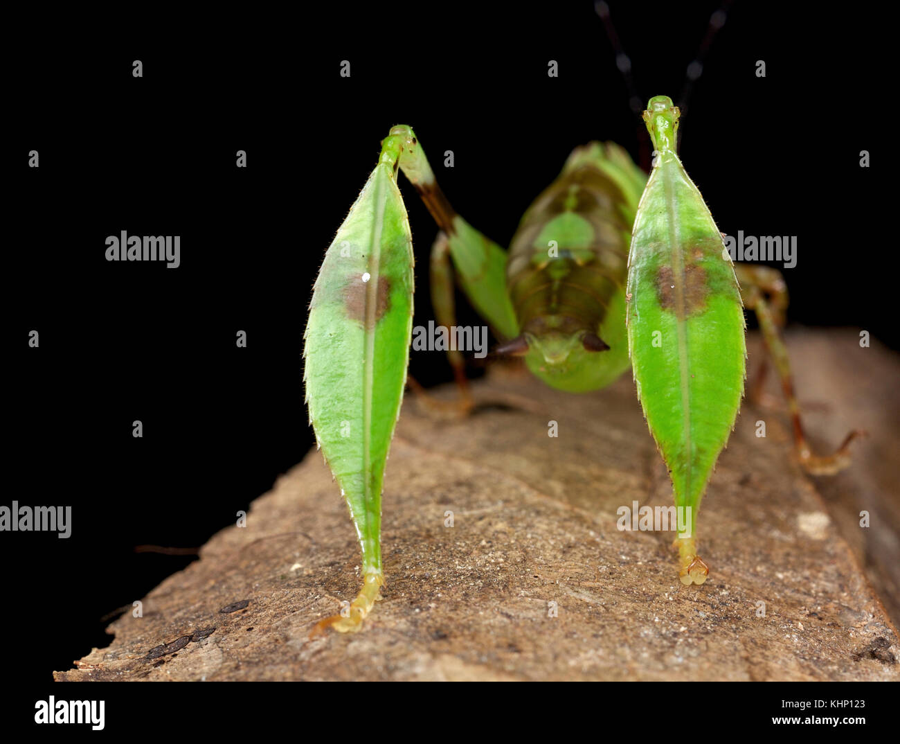 Katydid (Eulophophyllum sp), newly described species, juvenile rear ...