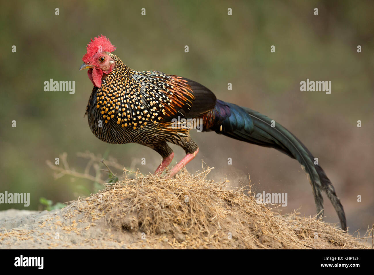 Grey Jungle Fowl