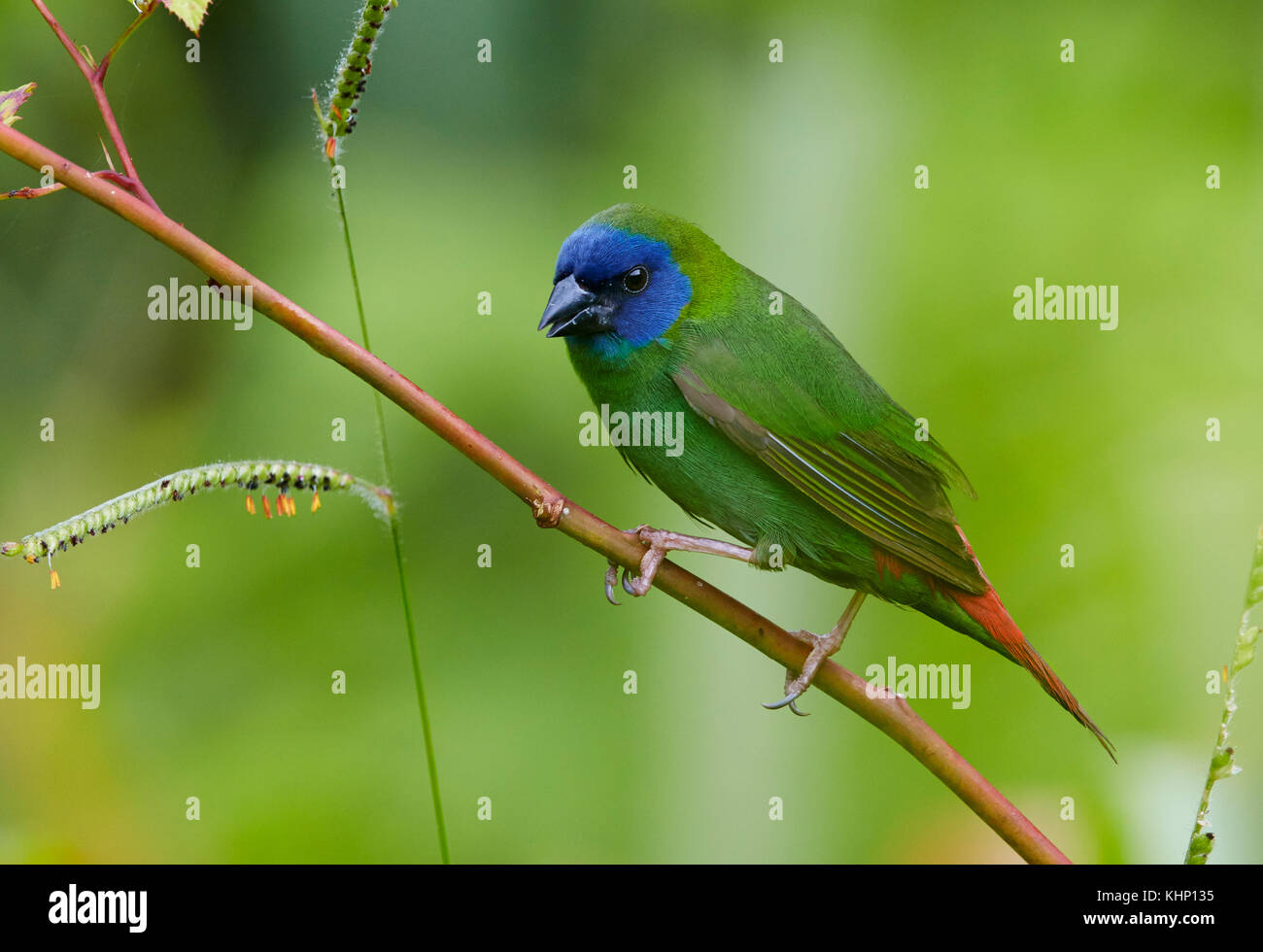 Blue-faced Parrotfinch (Erythrura trichroa), Julatten, Queensland ...