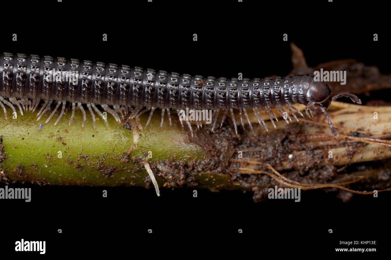 Millipede, Kerinci Seblat National Park, Sumatra, Indonesia Stock Photo ...