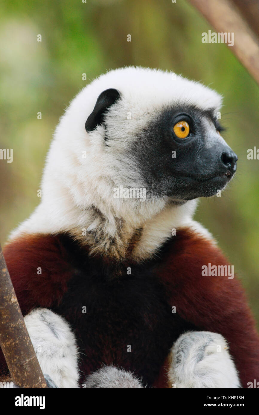 Coquerel's Sifaka (Propithecus coquereli), Madagascar Stock Photo - Alamy