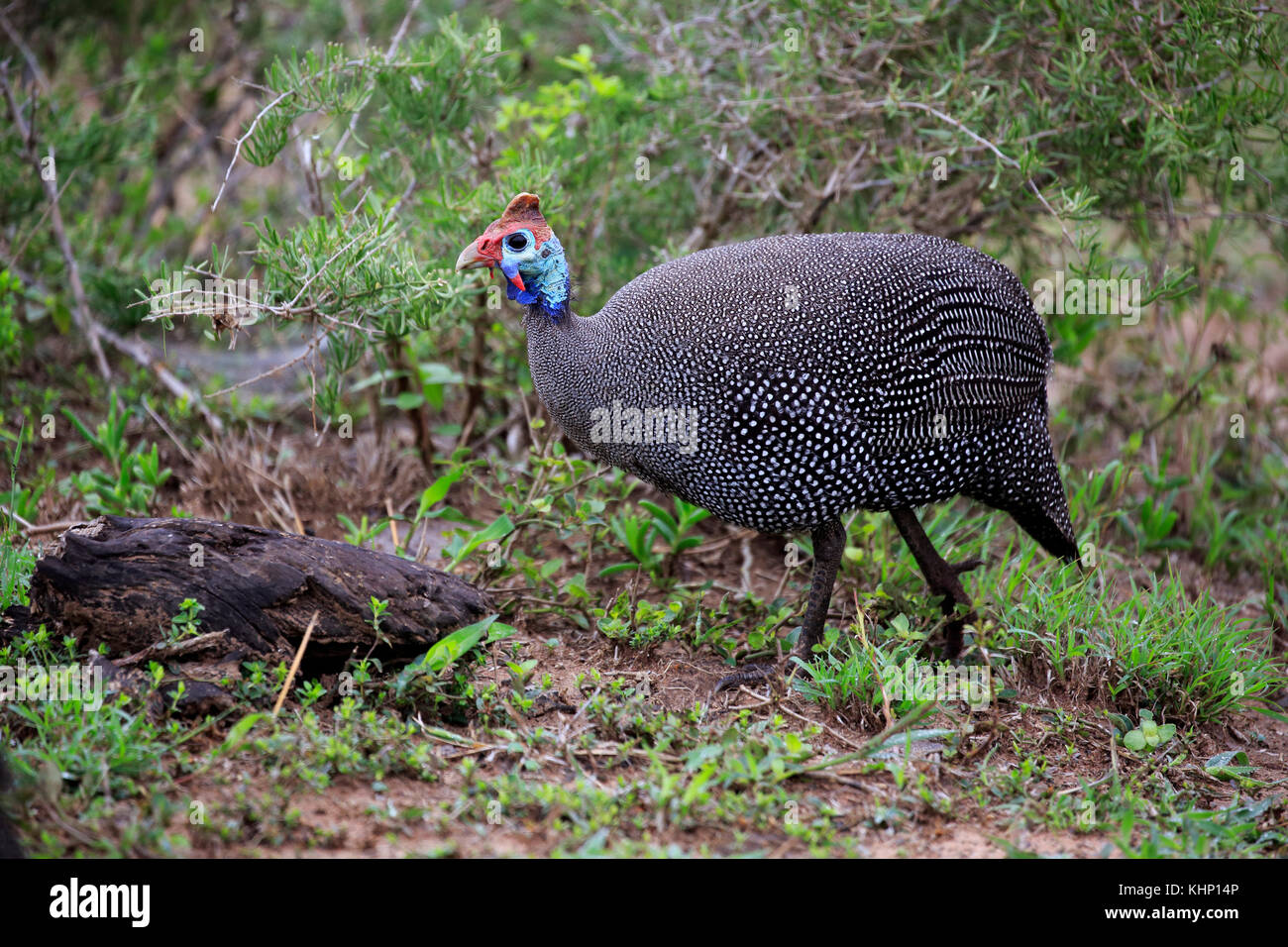 Helmeted Guineafowl (Numida meleagris), iSimangaliso Wetland Park ...