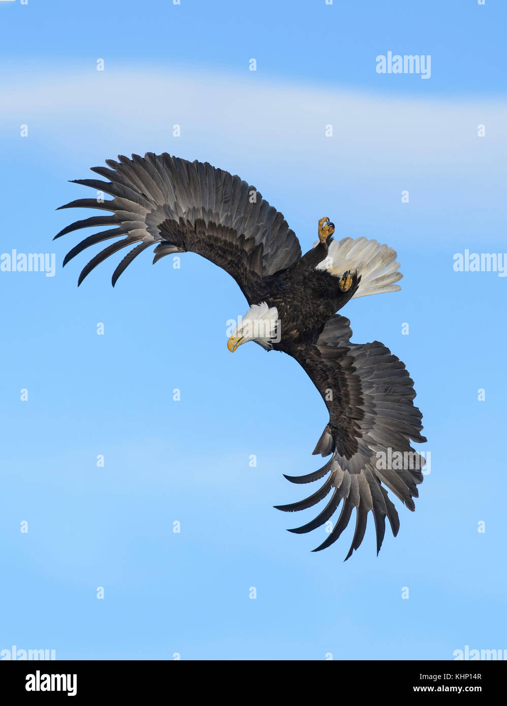 Bald Eagle (Haliaeetus leucocephalus) flying, Alaska Stock Photo - Alamy