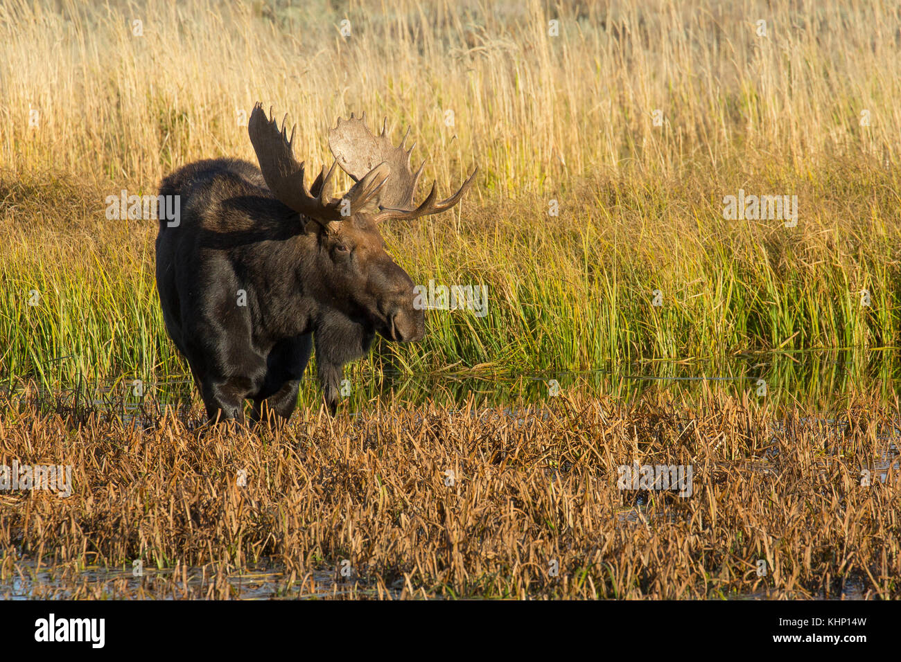 Moose (Alces alces shirasi) bull in swamp, Grand Teton National Park ...