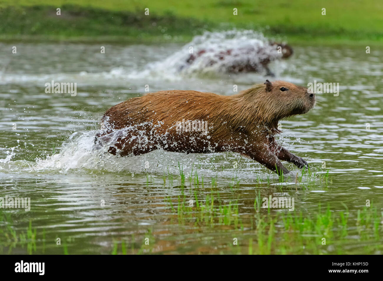 Capybara (Hydrochoerus hydrochaeris) pair running through water ...