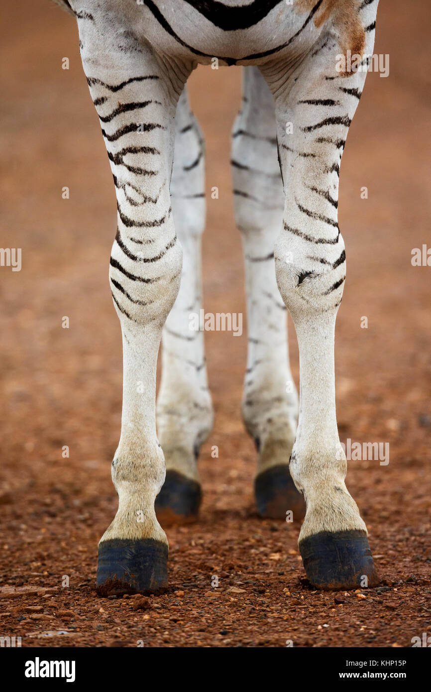 Burchell's Zebra (Equus burchellii) stallion legs, Rietvlei Nature ...