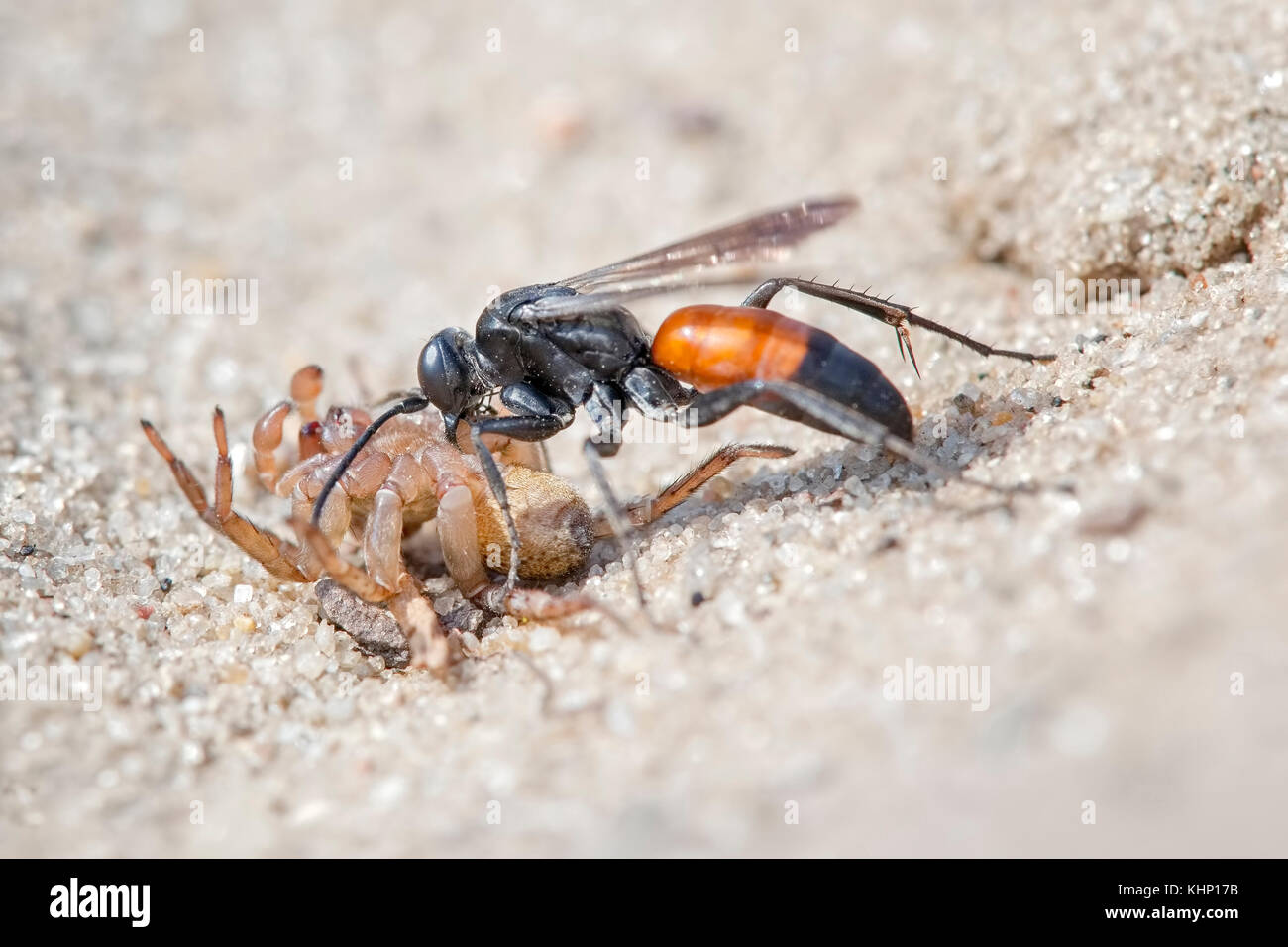 Spider Wasp (Anoplius infuscatus) dragging paralysed spider prey ...