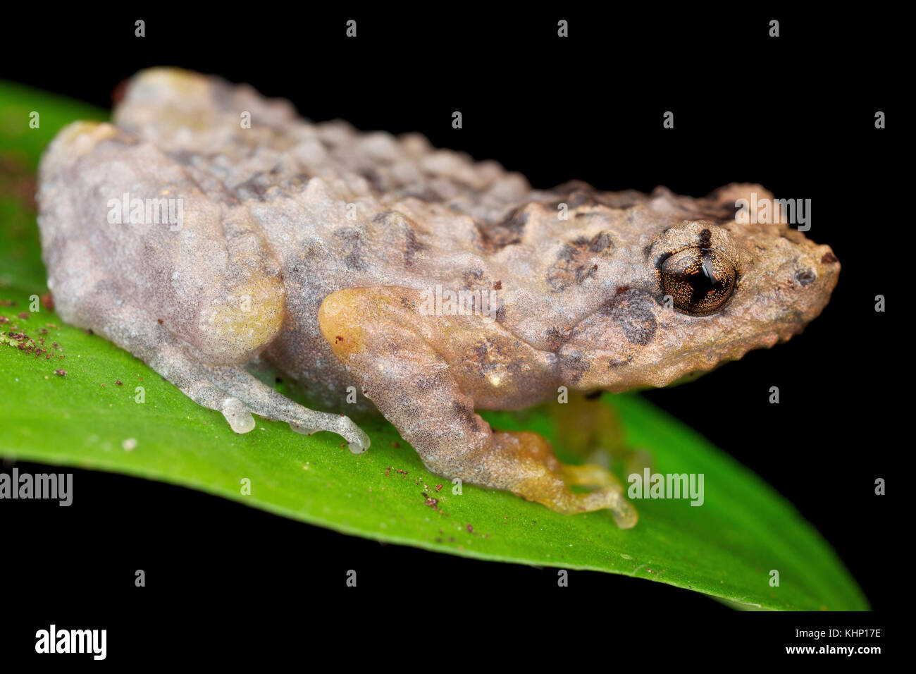 Bornean Tree-hole Frog (Metaphrynella sundana), Danum Valley ...