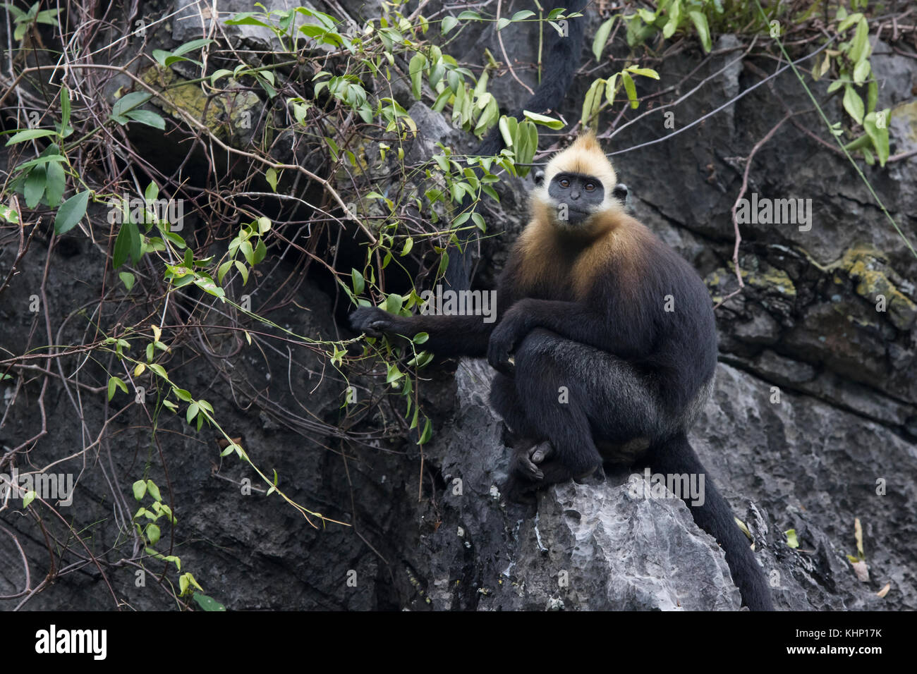 Cat Ba Langur (Trachypithecus poliocephalus poliocephalus), Ha Long Bay ...