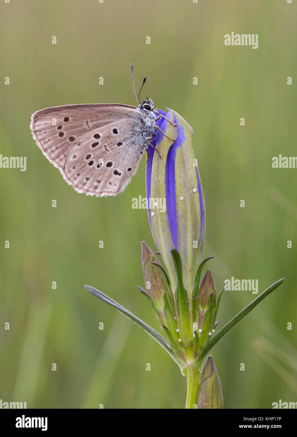 Alcon Blue (Maculinea alcon) butterfly, Netherlands Stock Photo - Alamy