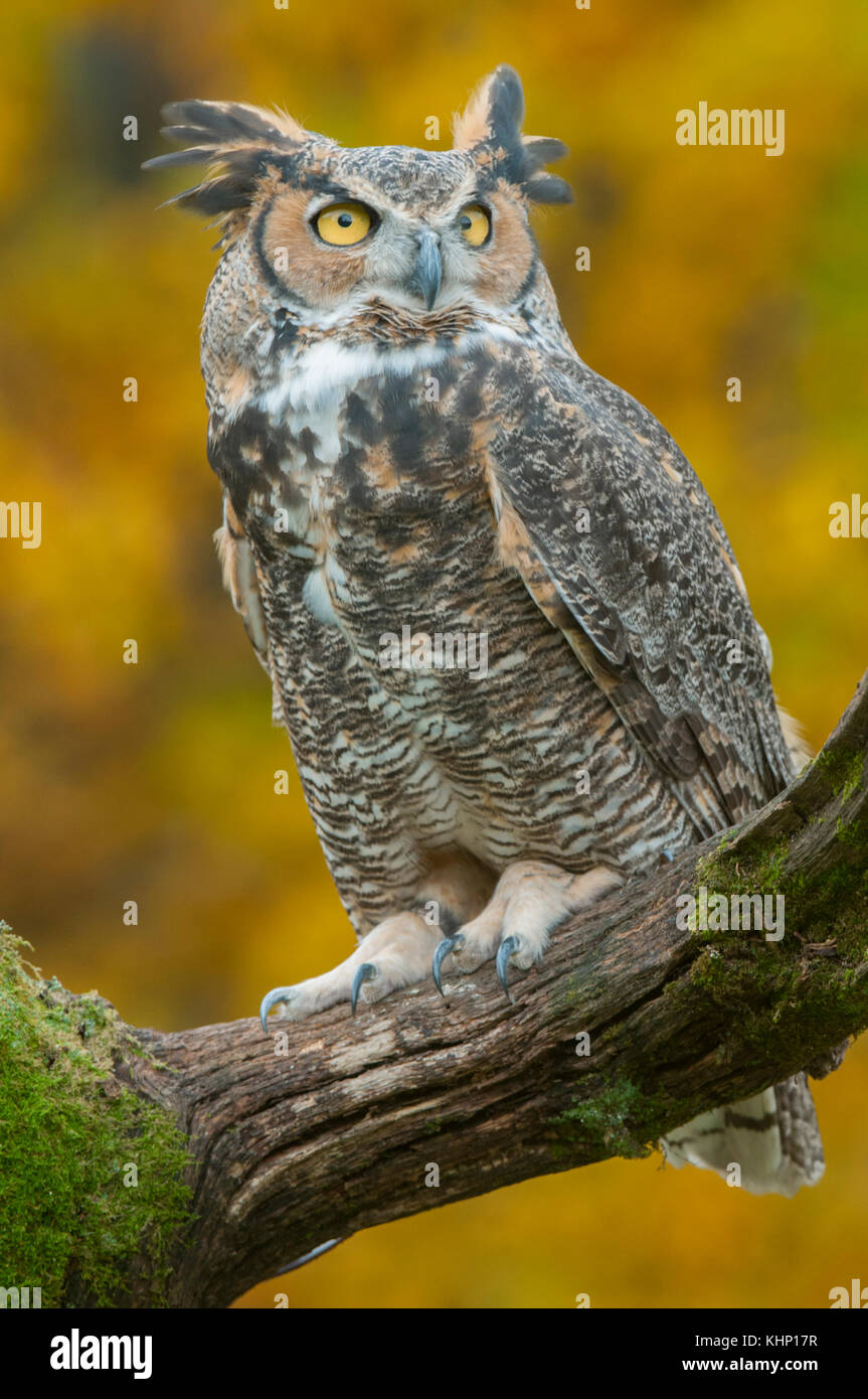 Great Horned Owl (Bubo virginianus), Howell Nature Center, Michigan ...
