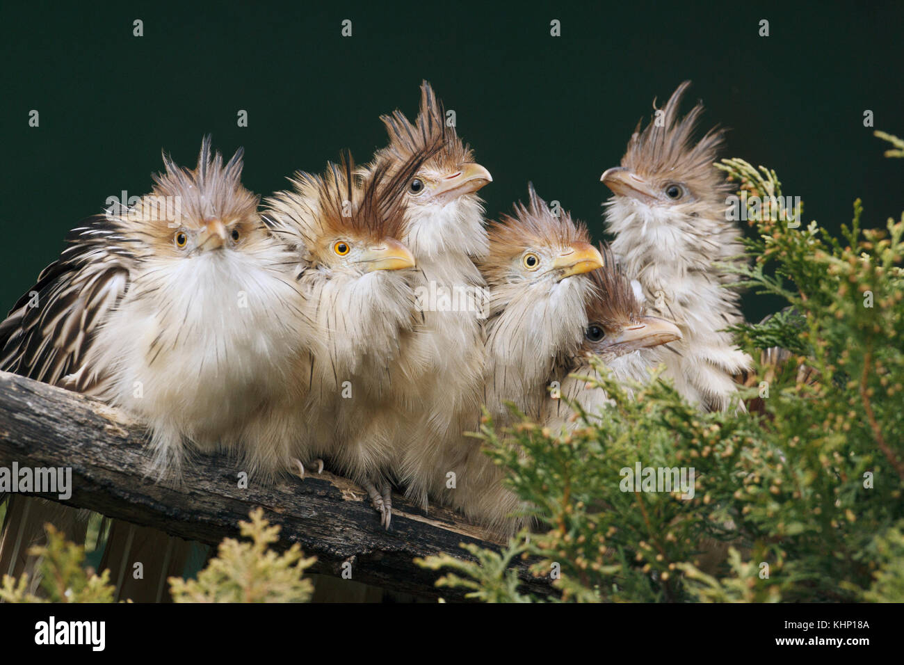 "Guira Cuckoo (Guira guira) group huddled together, native to South America Stock Photo - Alamy