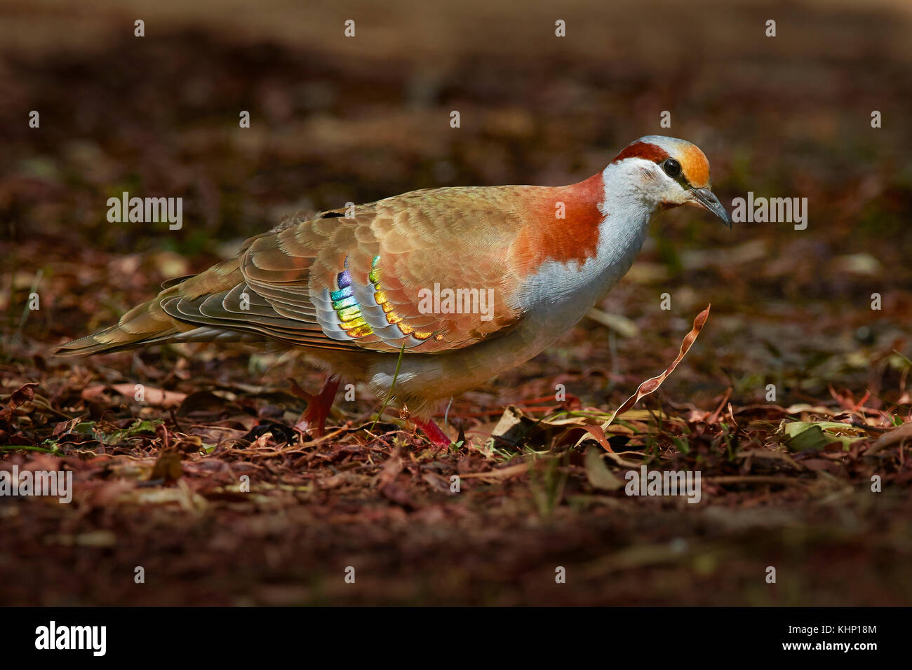Brush Bronzewing (Phaps elegans), Cheyne Beach, Western Australia, Australia Stock Photo - Alamy