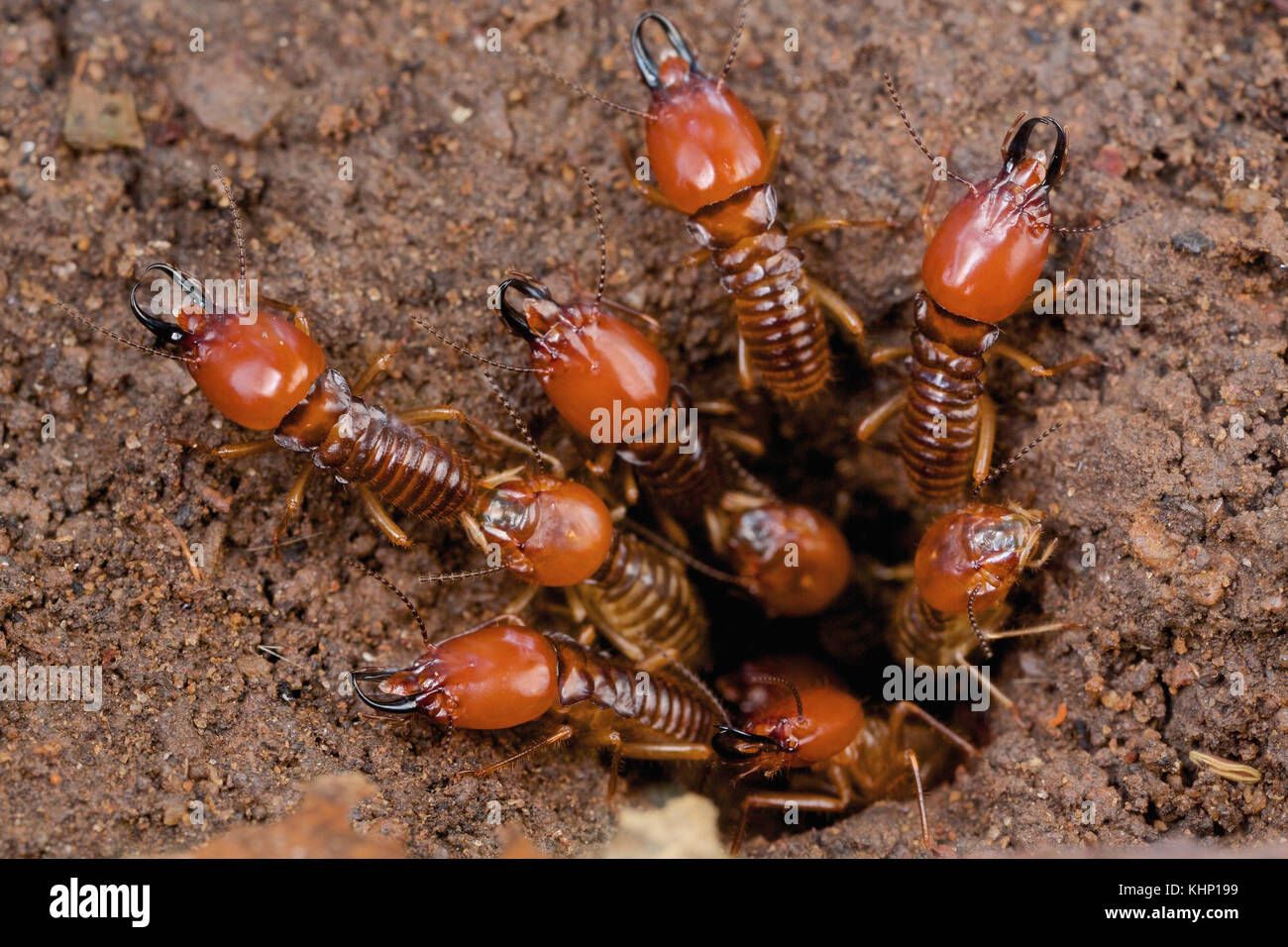Termite (Macrotermes sp) soldiers guarding nest entrance, Udzungwa ...