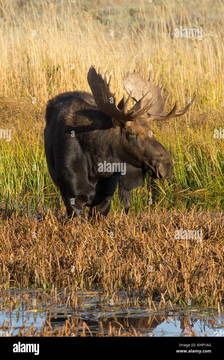 Moose (Alces alces shirasi) bull in swamp, Grand Teton National Park ...