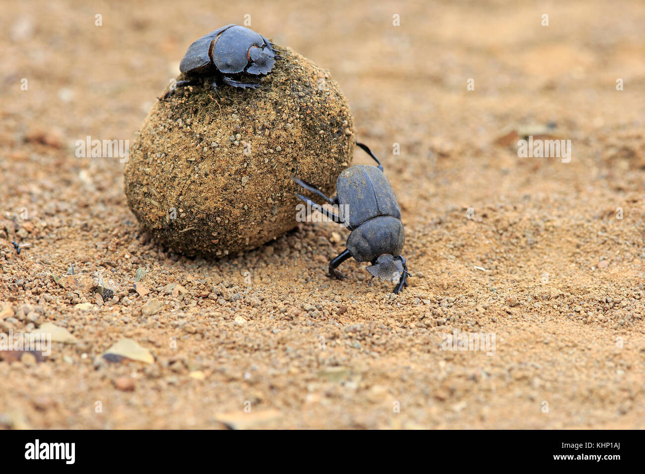 Dung Beetle (Scarabaeus sacer) pair rolling African Elephant (Loxodonta ...