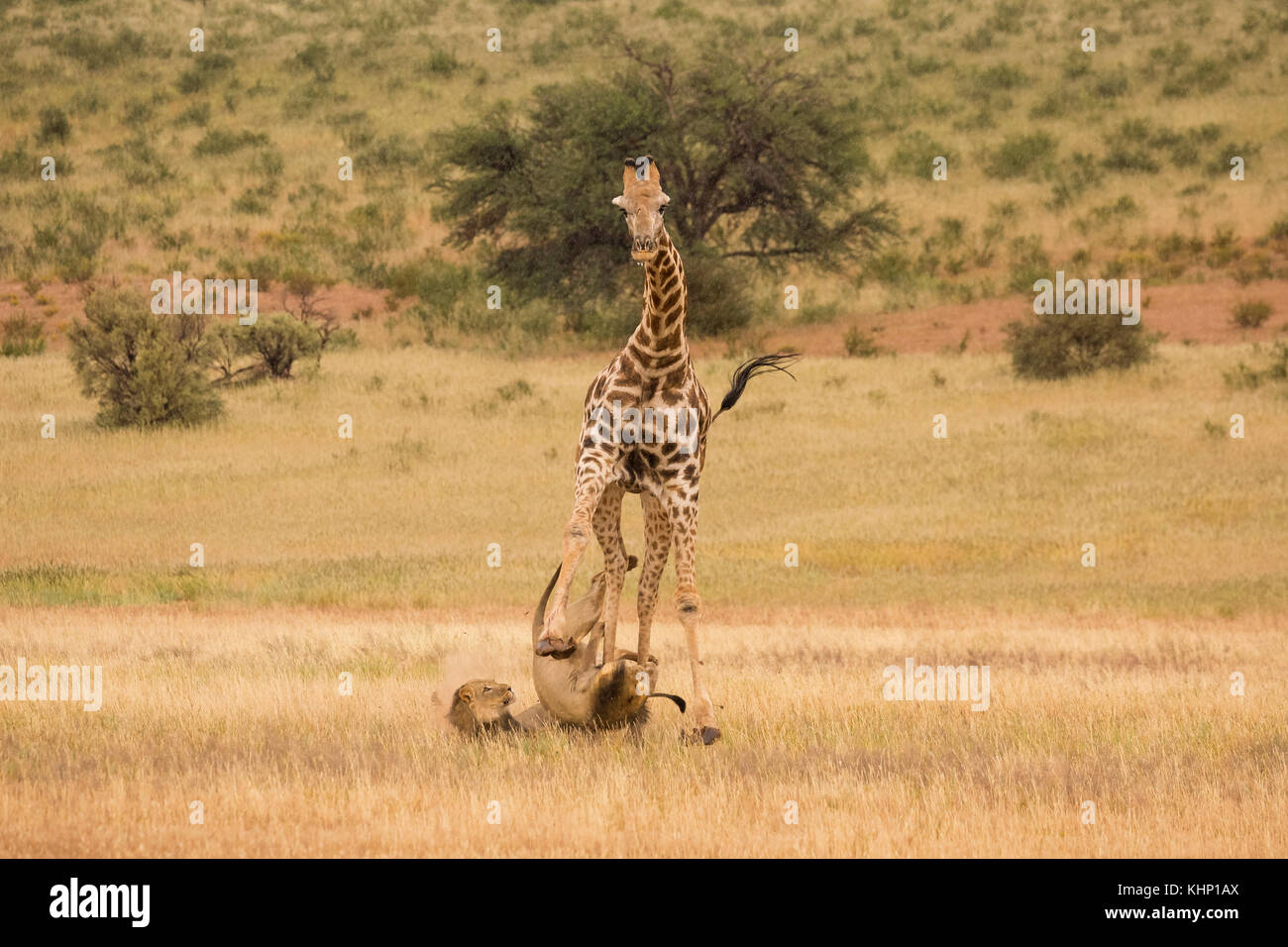 African Lion (Panthera leo) males hunting South African Giraffe ...