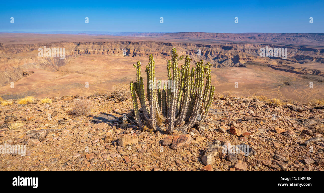 Spurge (Euphorbia virosa), also called poison tree, on edge of Fish ...