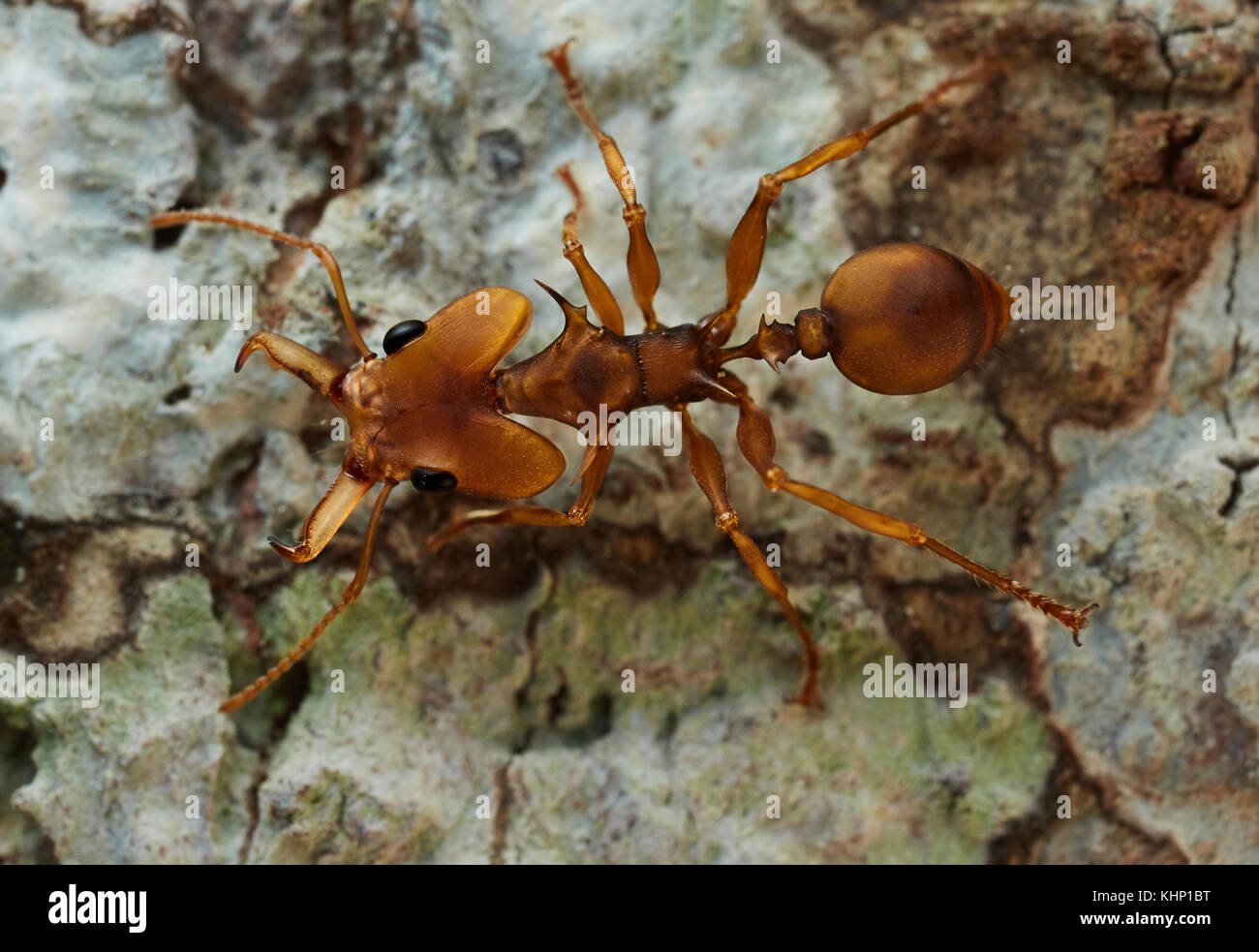 Large-headed Ant (Daceton armigerum), Yasuni National Park, Ecuador ...