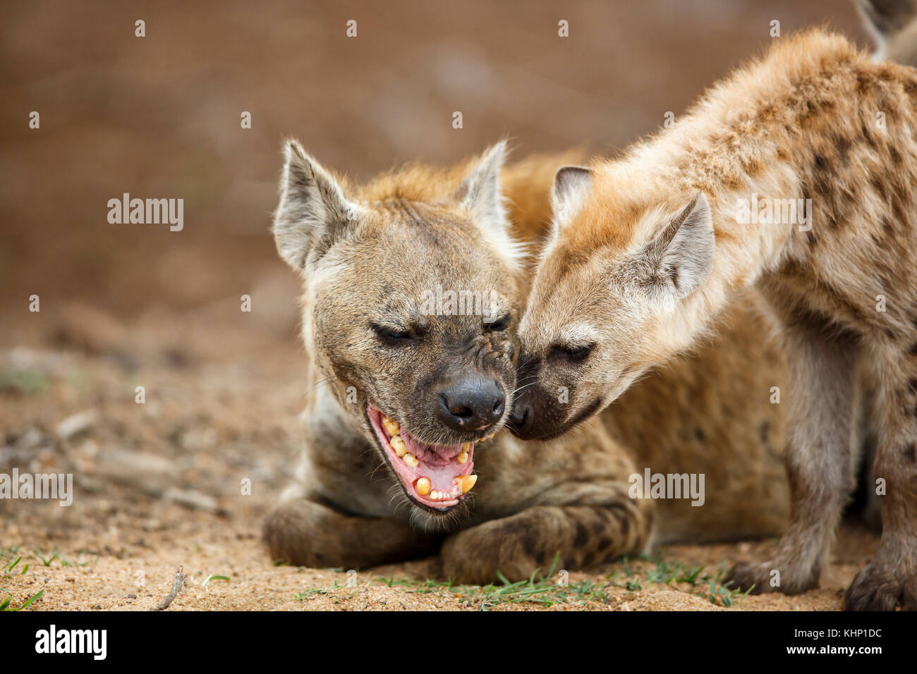 Spotted Hyena (Crocuta crocuta) female and one year old pup, Kruger ...