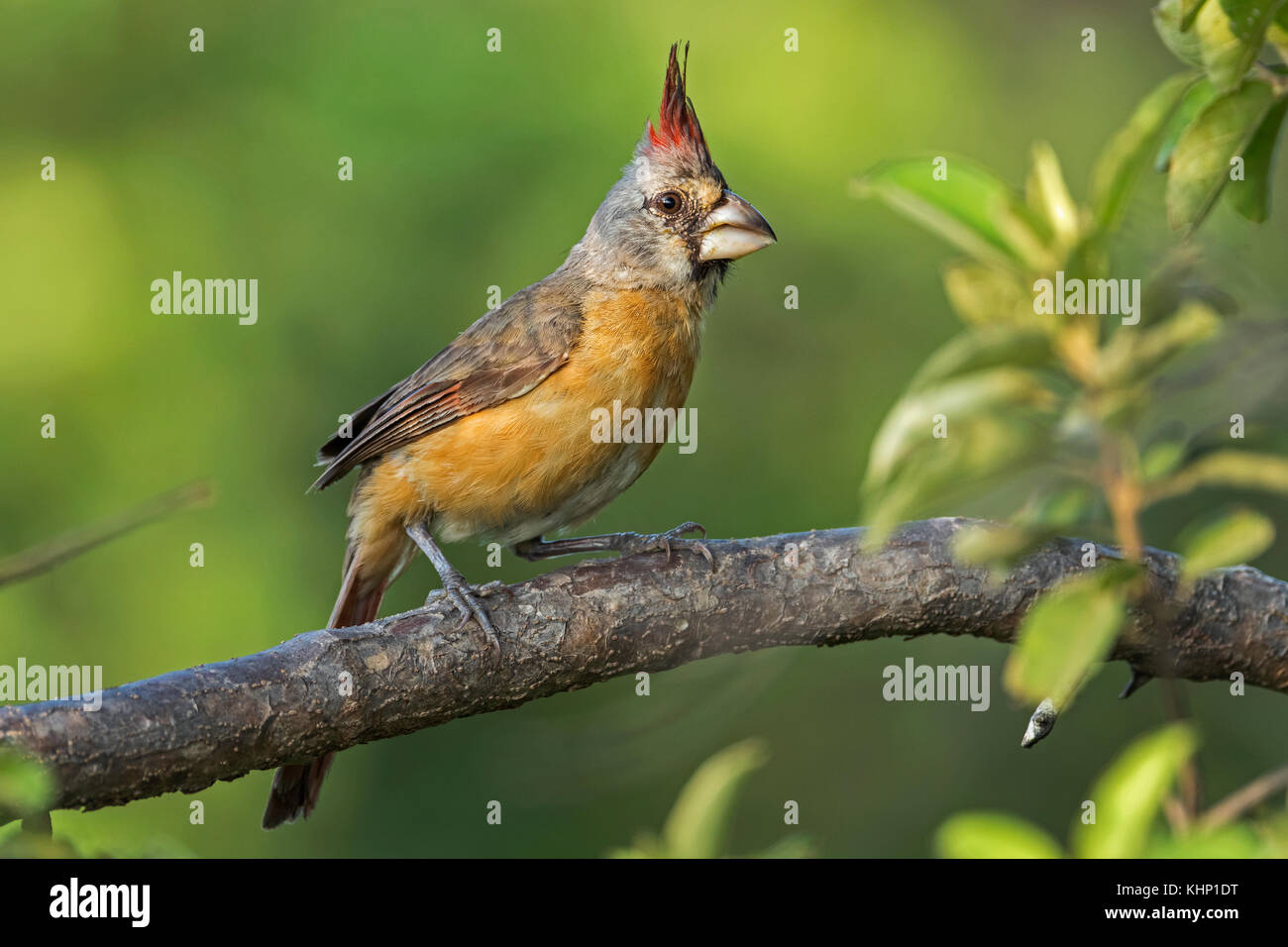 Vermilion Cardinal (Cardinalis phoeniceus) female, Guajira Peninsula ...