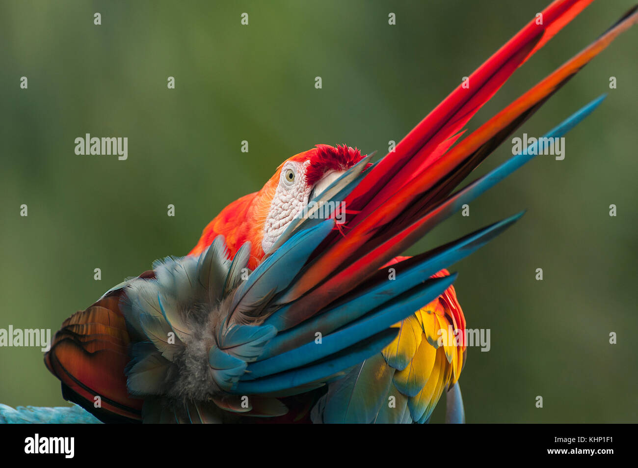 Scarlet Macaw (Ara macao) preening, Ecuador Stock Photo - Alamy